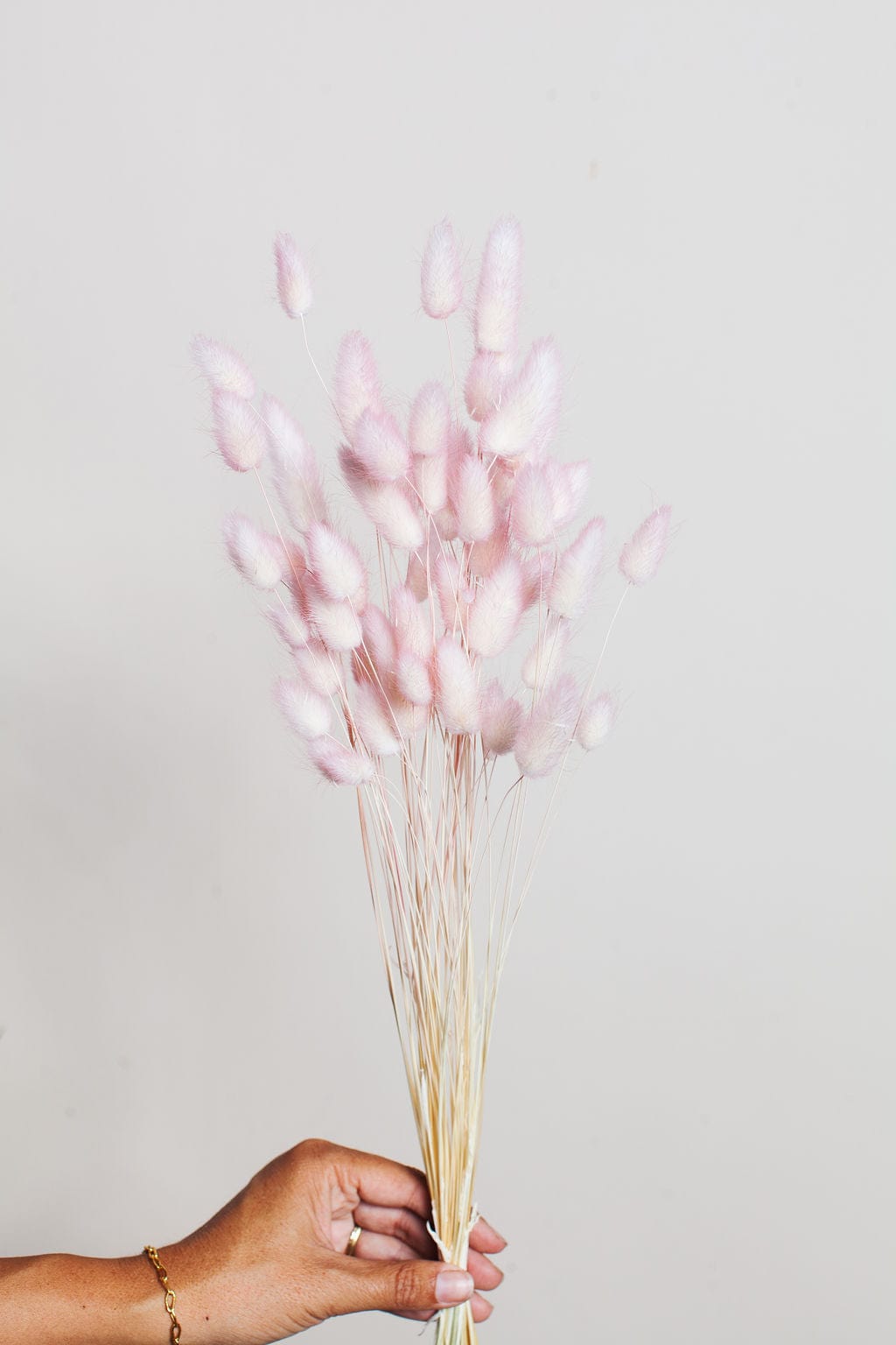 Dried Blush Bunny Tail Lagurus | Bulk Dried Flowers | Idlewild Floral – Idlewild Floral Co.
