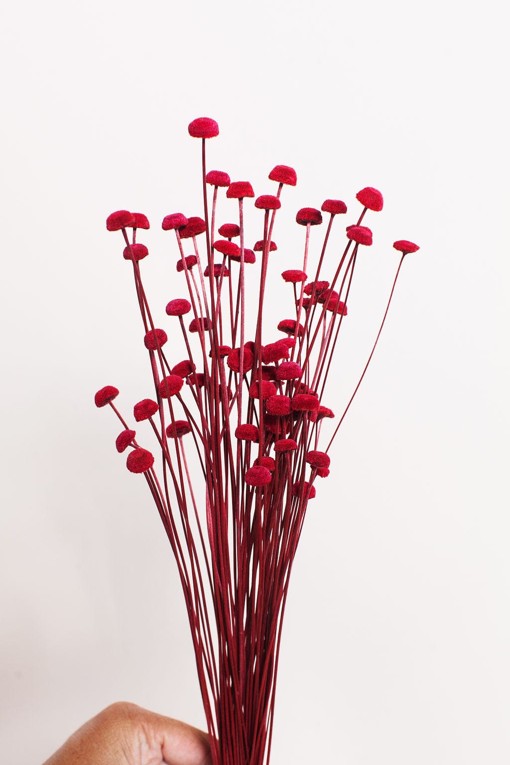 Dried Red Button Flowers – Idlewild Floral Co.