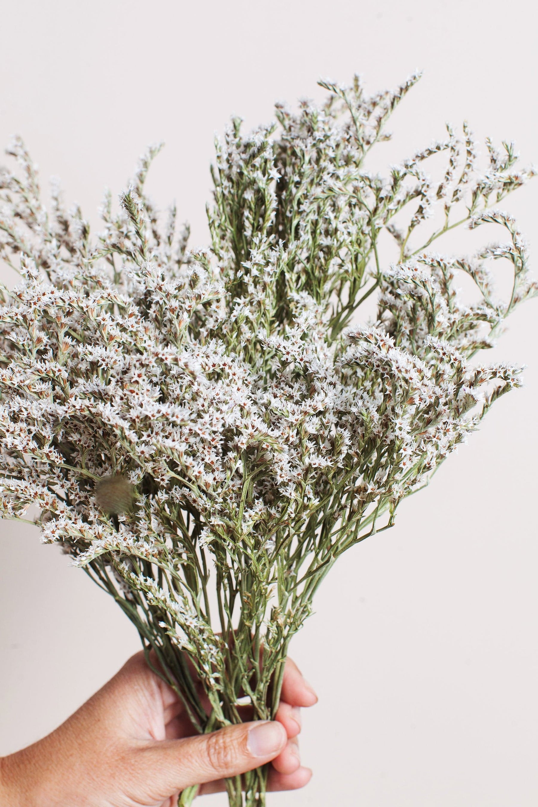 Dried German Statice – Idlewild Floral Co.