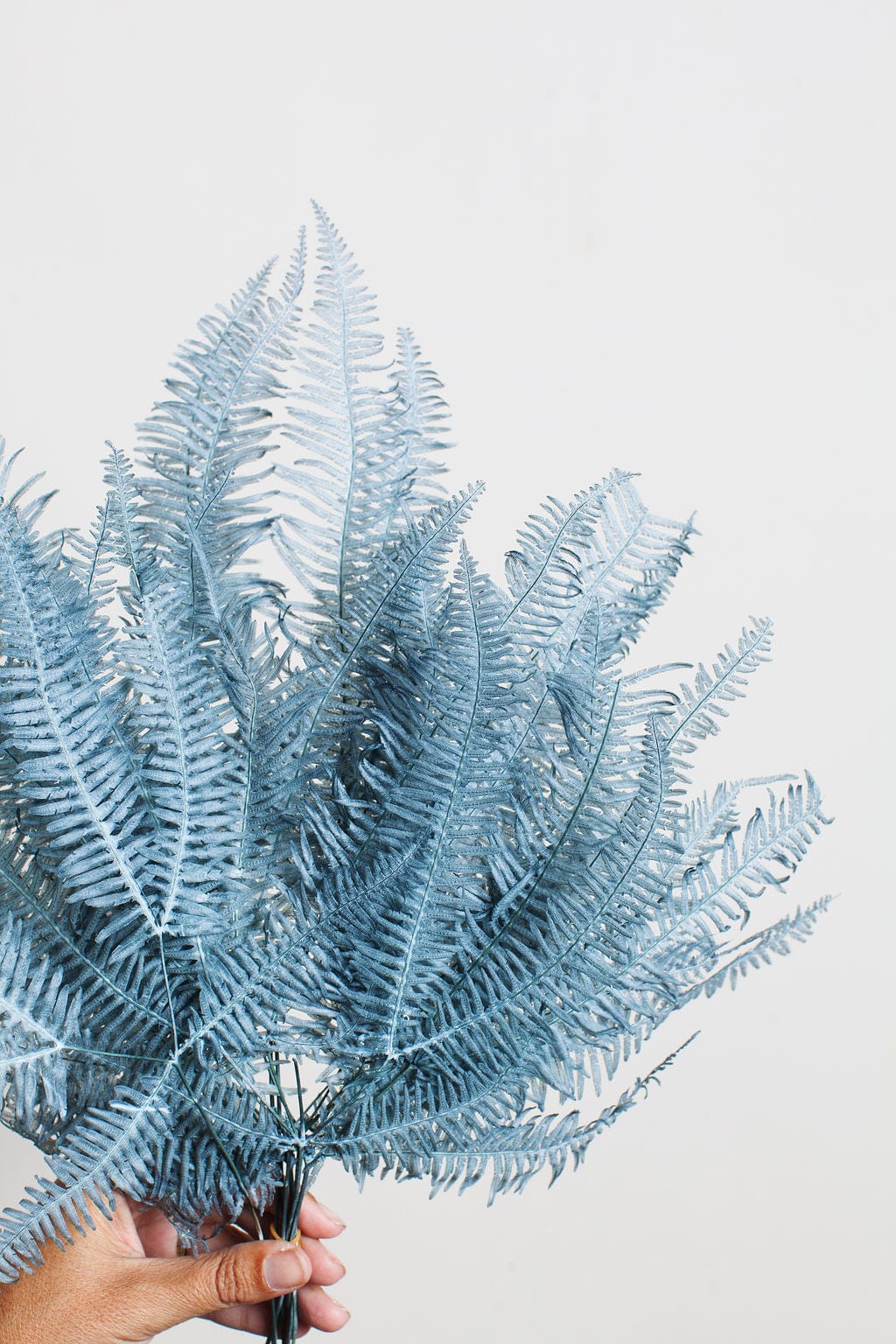Preserved Dusty Blue Star Fern – Idlewild Floral Co.