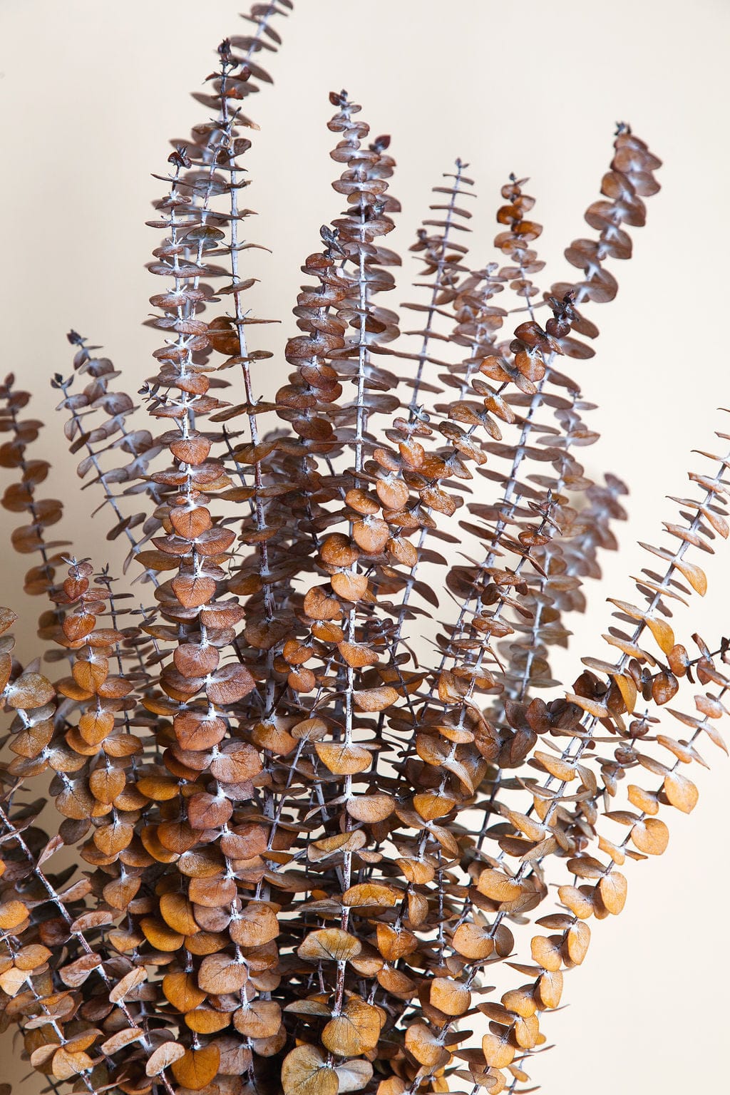 Preserved Frosted Copper Spiral Eucalyptus – Idlewild Floral Co.
