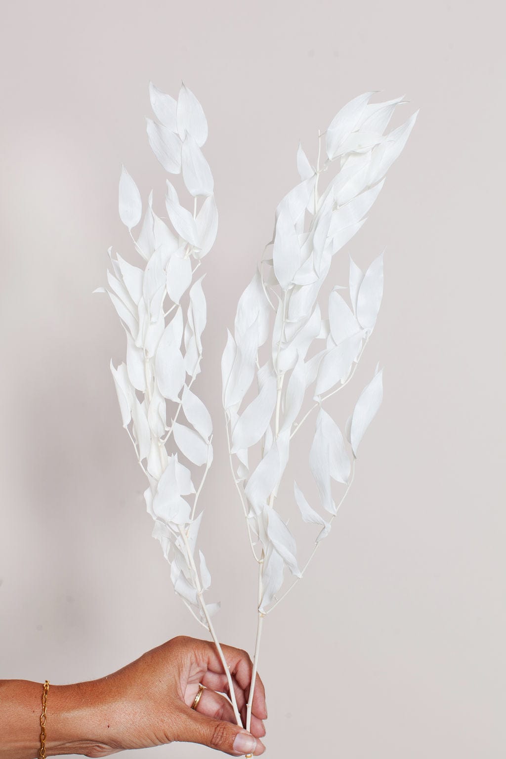 Preserved White Ruscus | Bulk Dried Flowers | Idlewild Floral ...