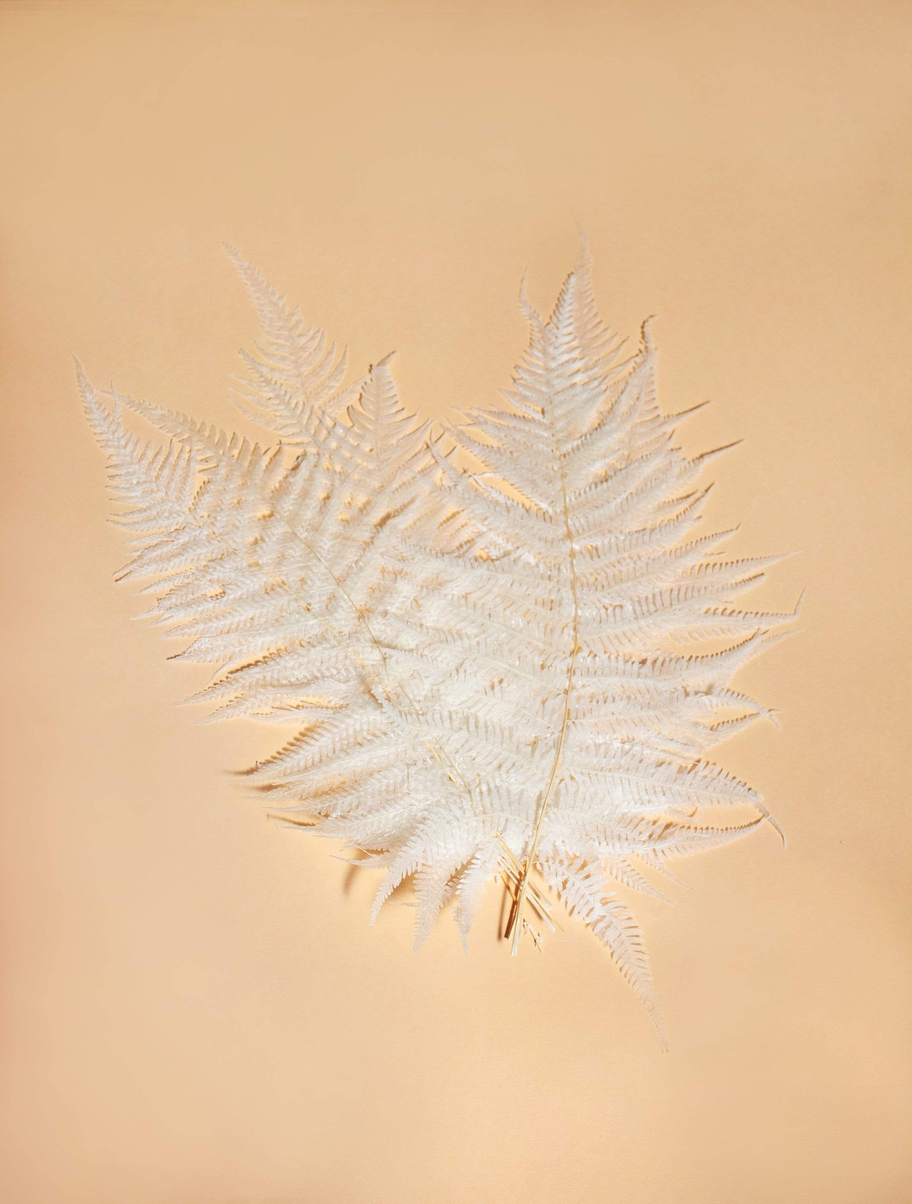 White Long Fern – Idlewild Floral Co.
