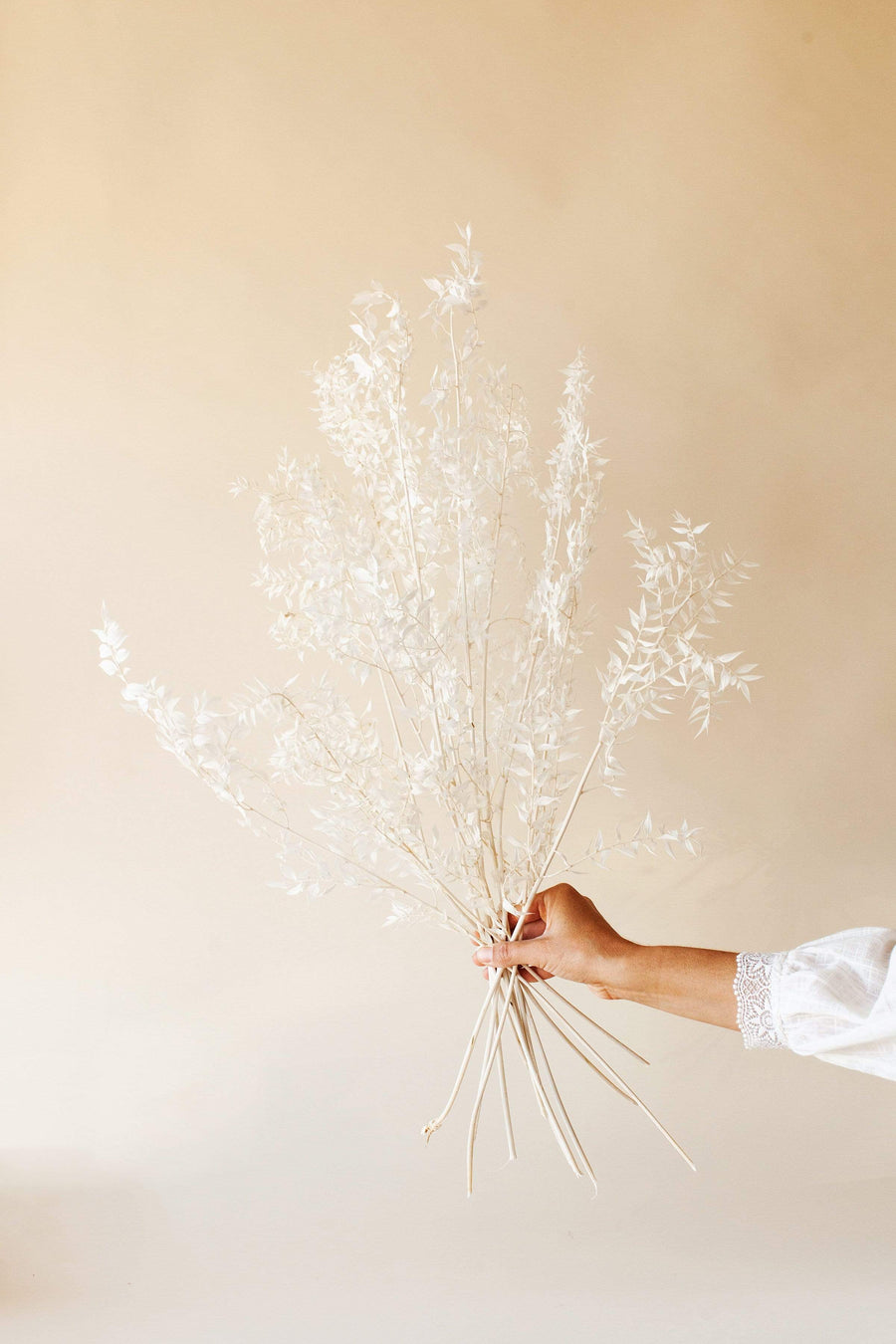 Bleached White Ruscus – Idlewild Floral Co.