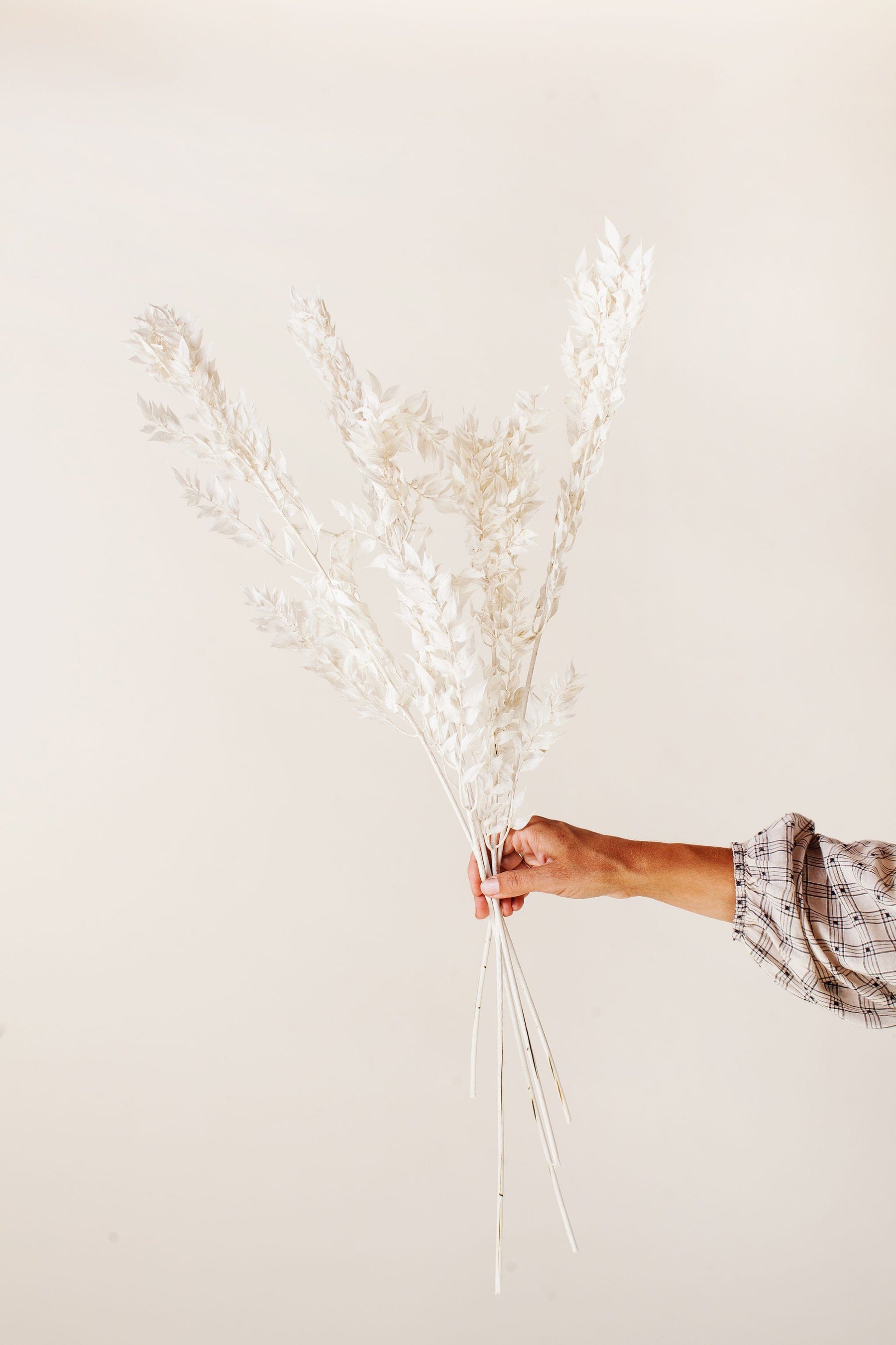 Bleached White Ruscus – Idlewild Floral Co.