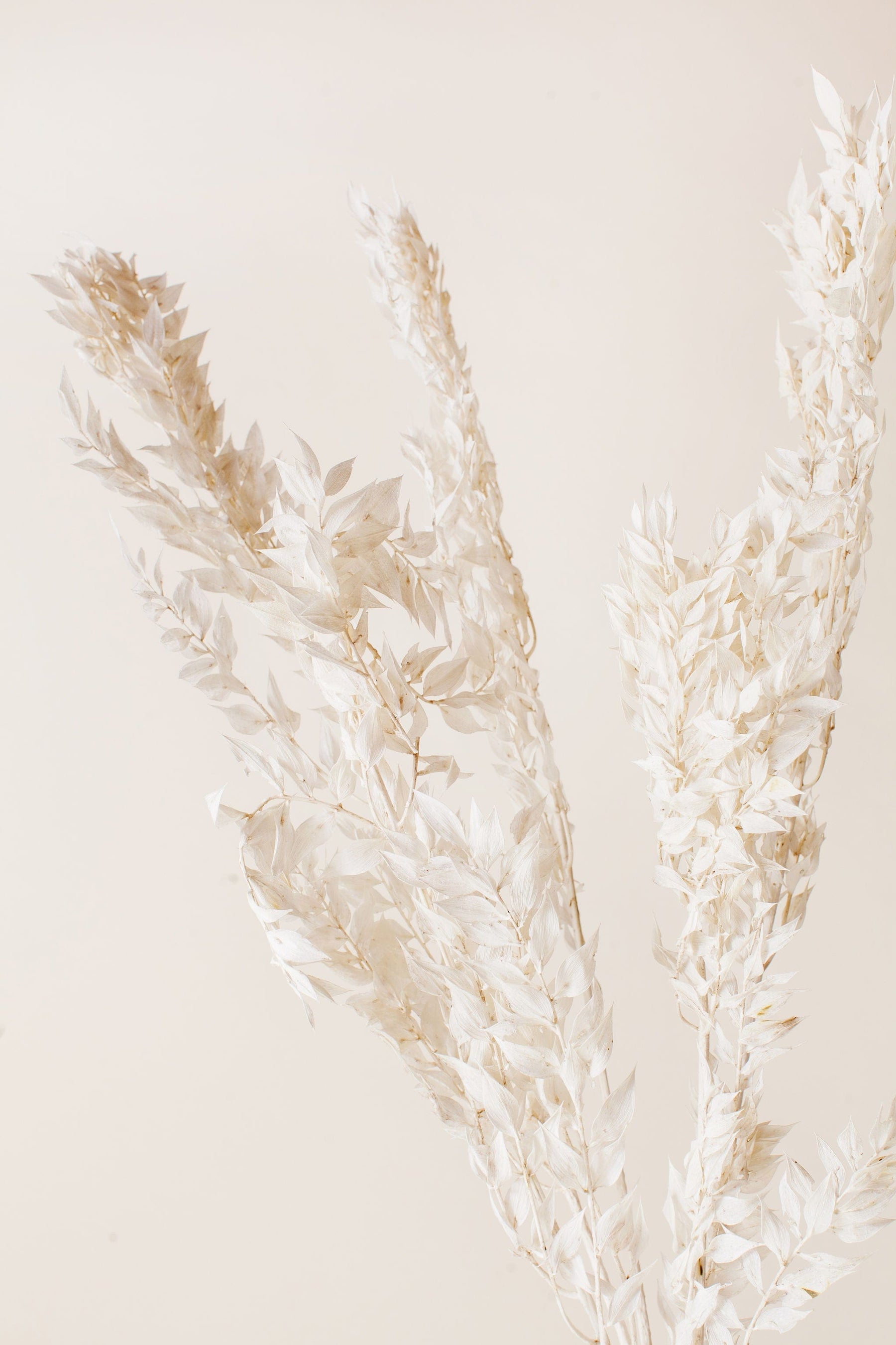 Bleached White Ruscus – Idlewild Floral Co.