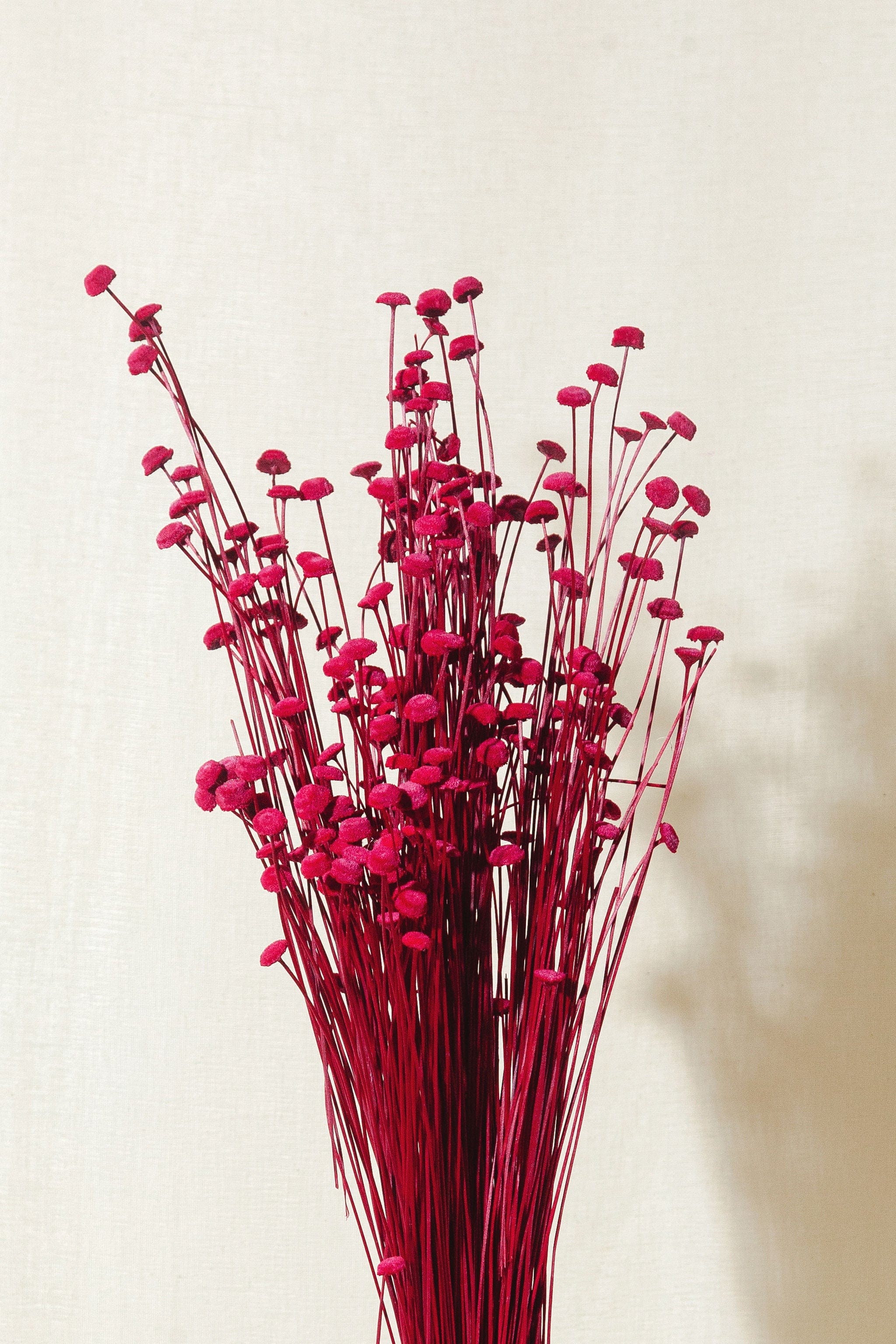 Cherry Red Button Flowers – Idlewild Floral Co.