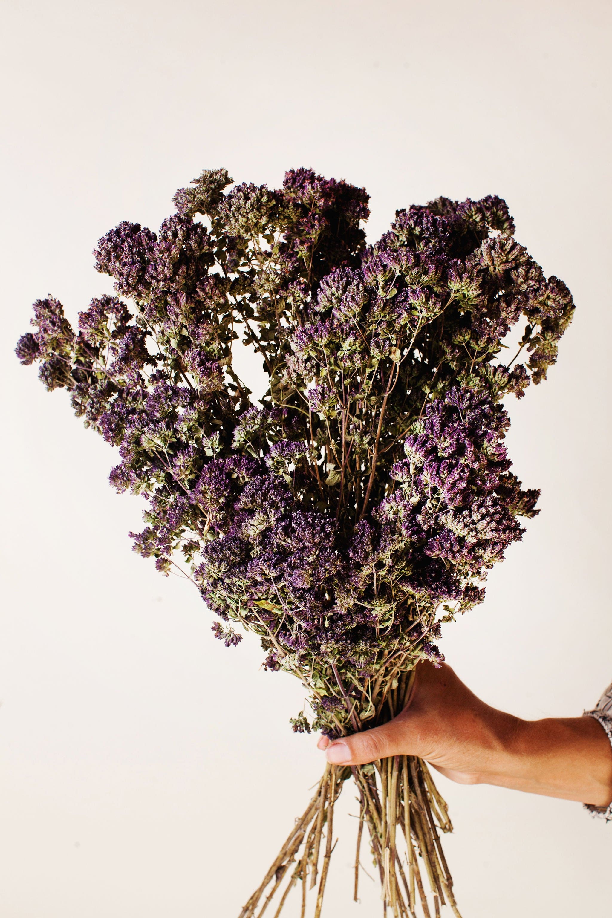 Dark Purple Oregano Blooms – Idlewild Floral Co.
