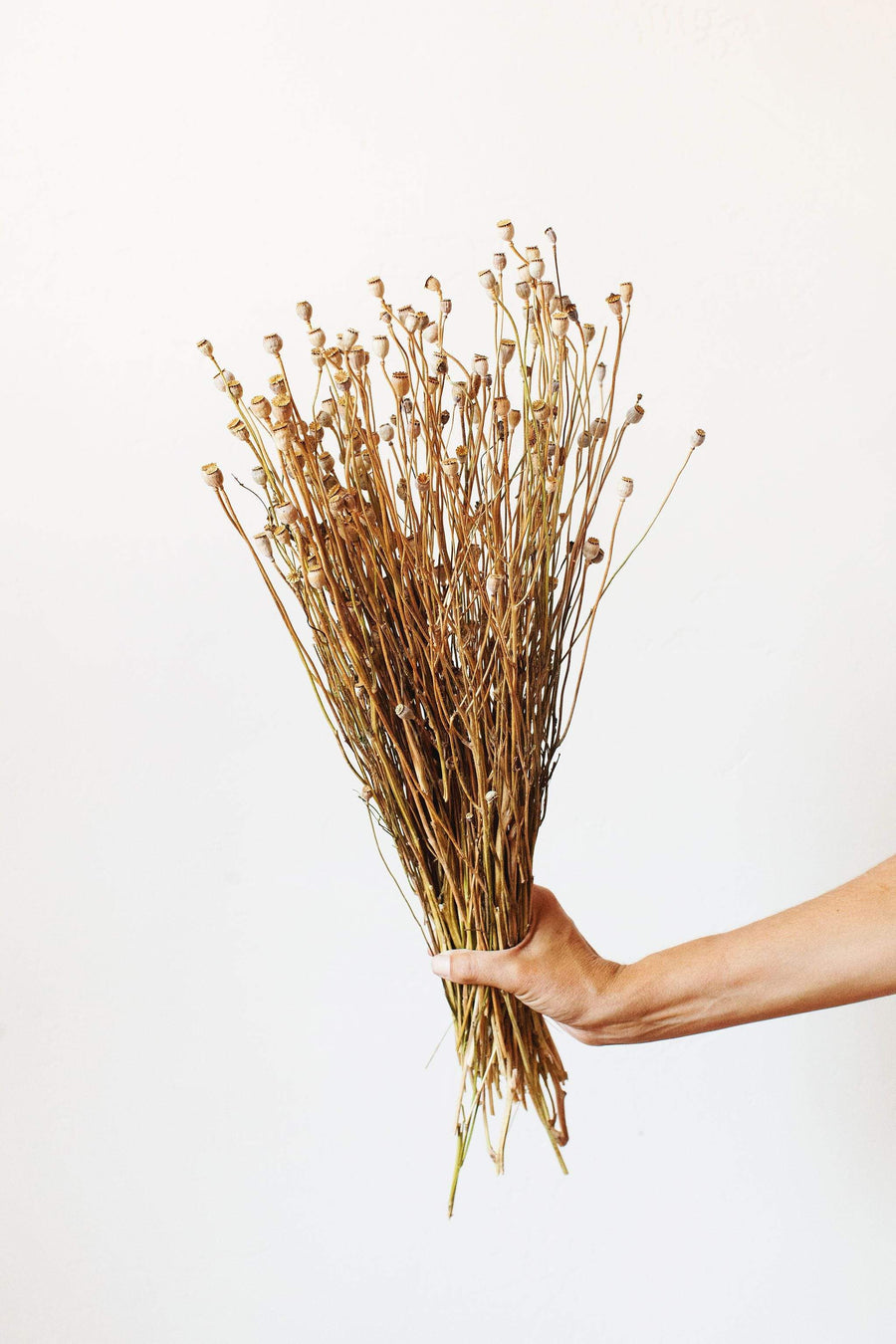 Fall Dried Poppy Pods | Best Dried and Preserved Flowers | Idlewild ...