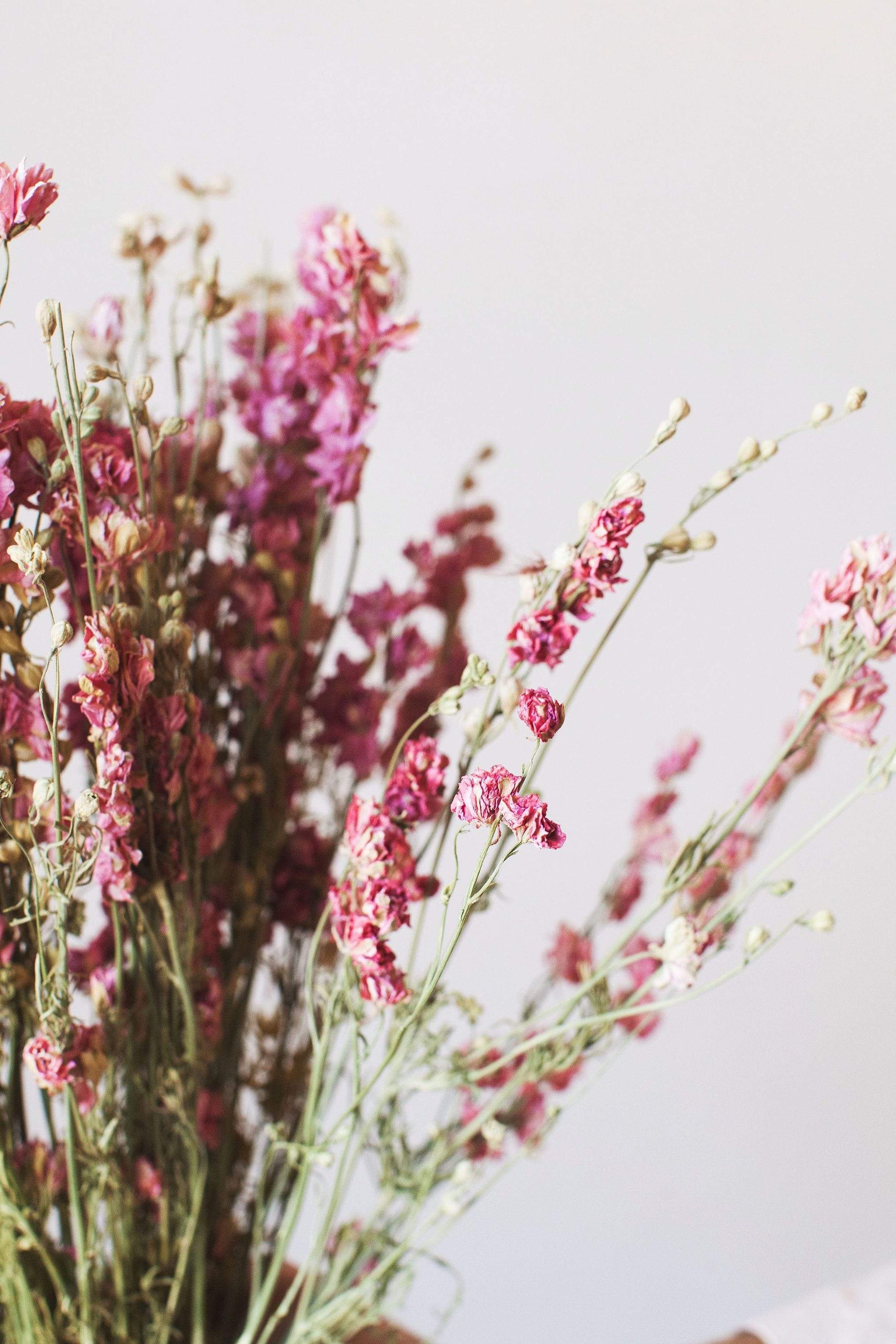 Dried Pink Larkspur | Best Dried and Preserved Flowers | Idlewild ...