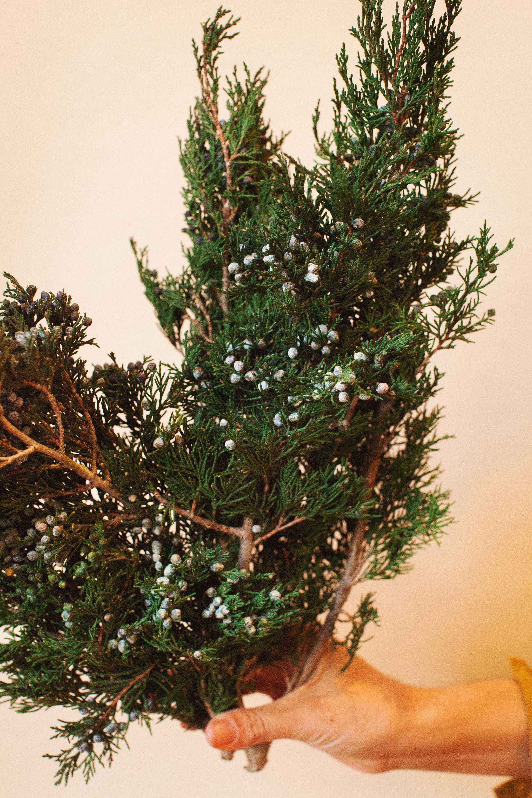 Preserved Juniper – Idlewild Floral Co.