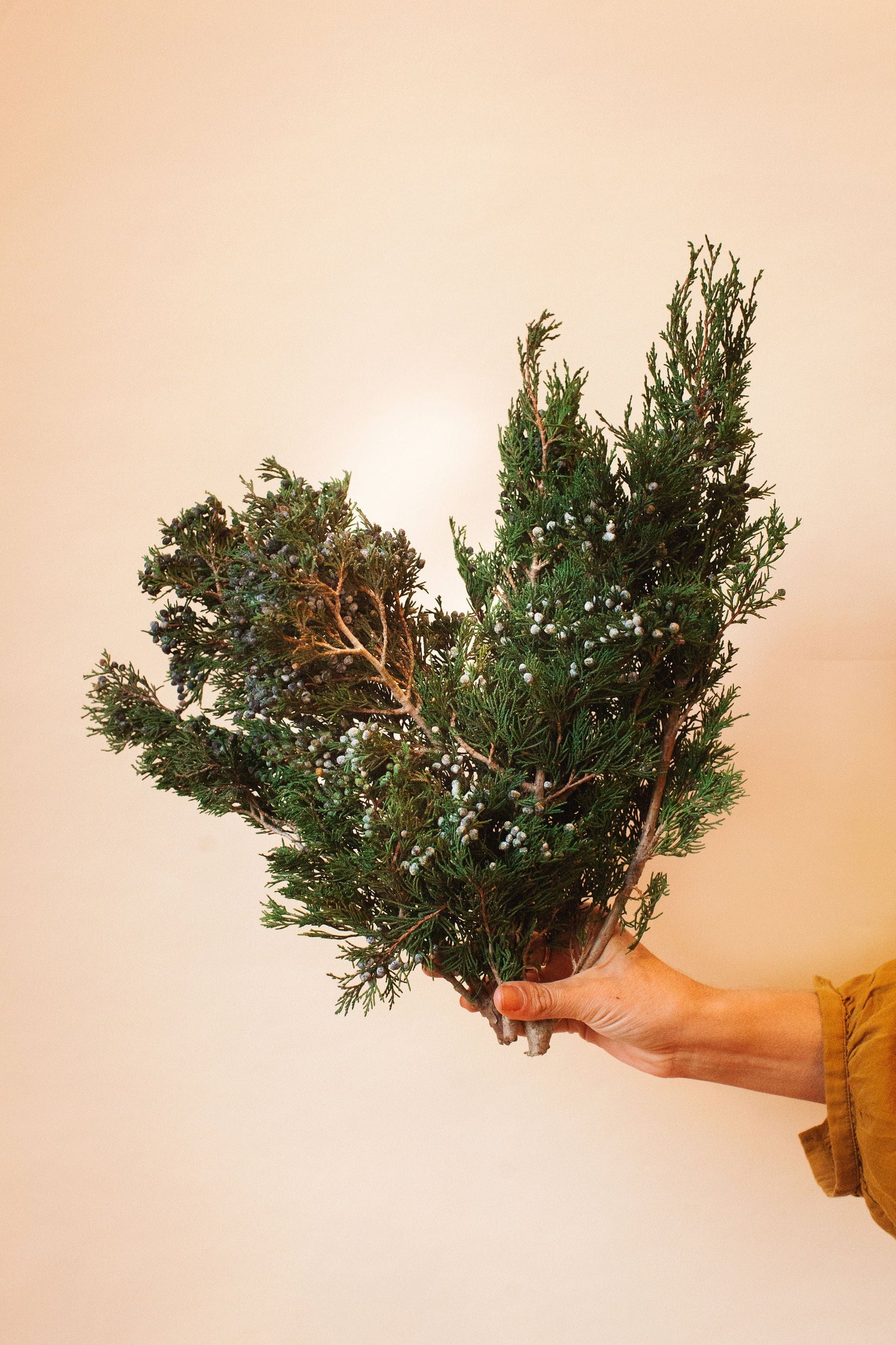 Preserved Juniper – Idlewild Floral Co.