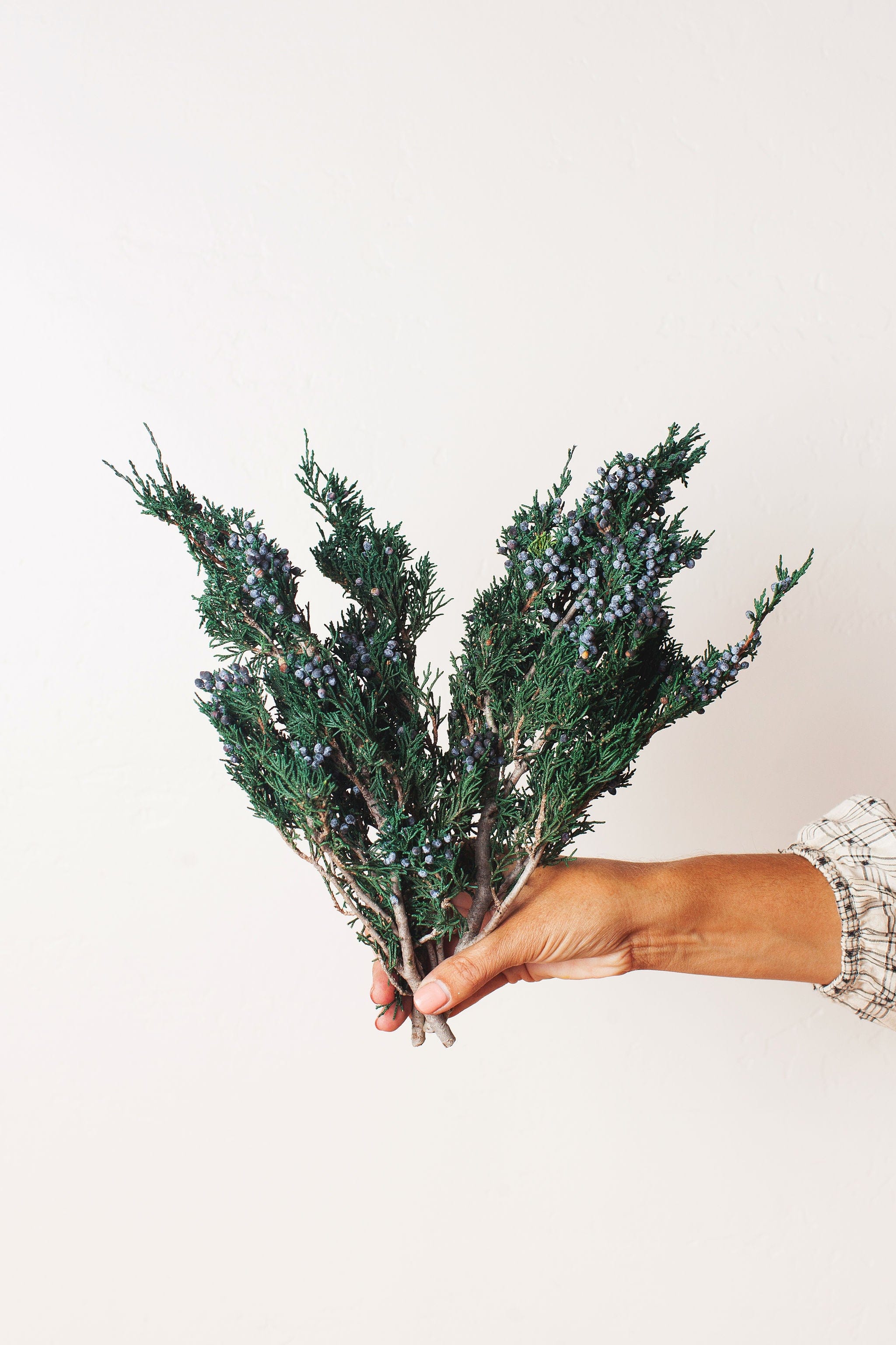 Preserved Juniper – Idlewild Floral Co.