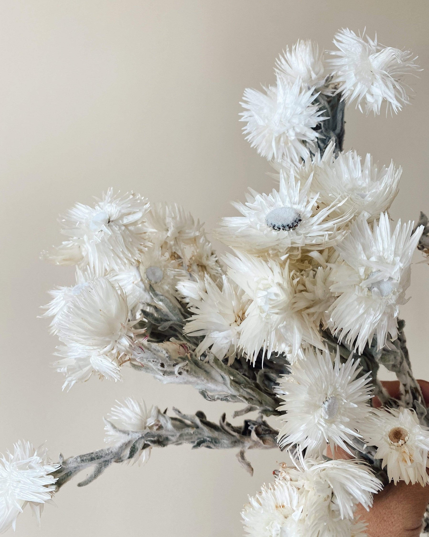 White Everlasting Flower – Idlewild Floral Co.