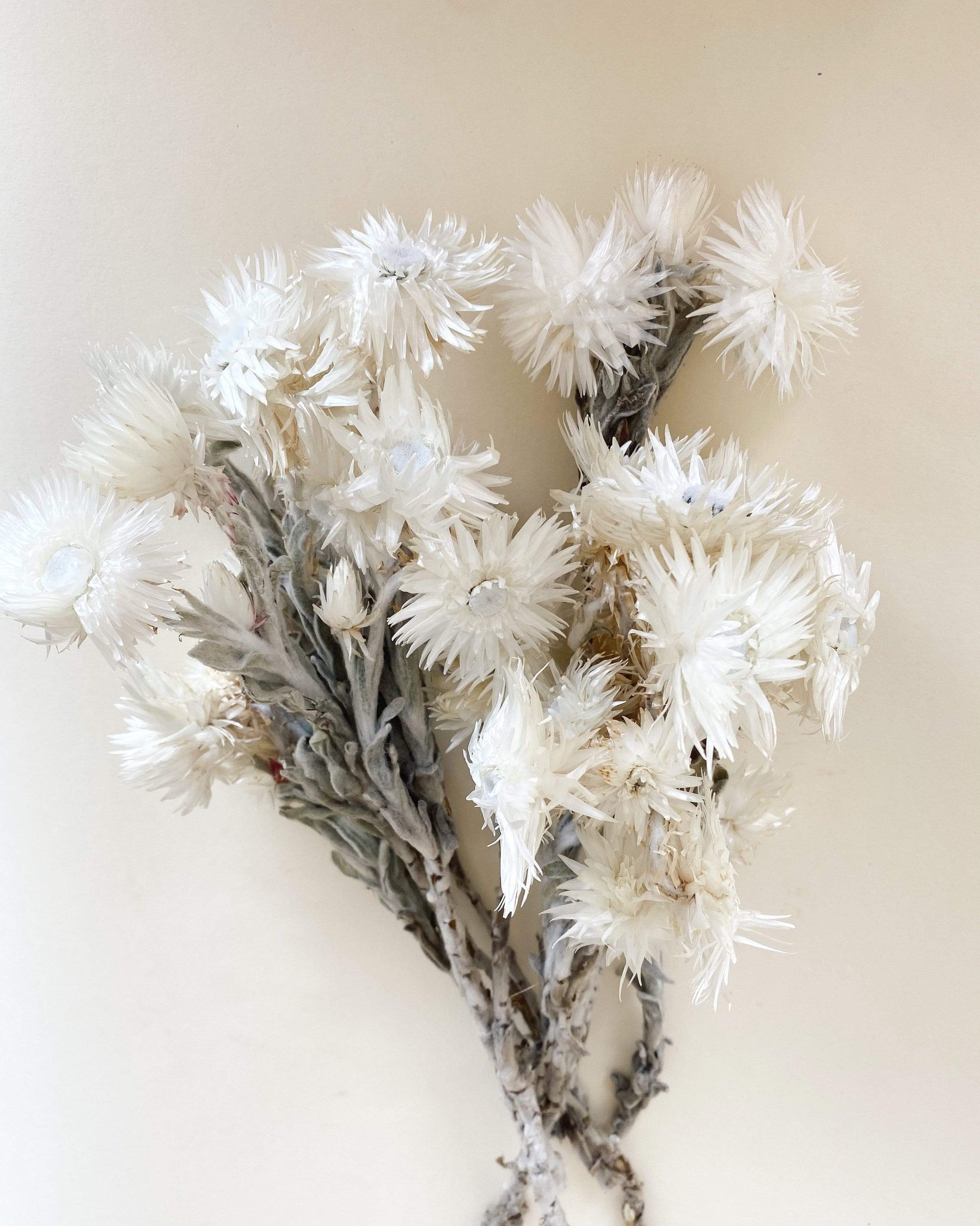 White Everlasting Flower – Idlewild Floral Co.