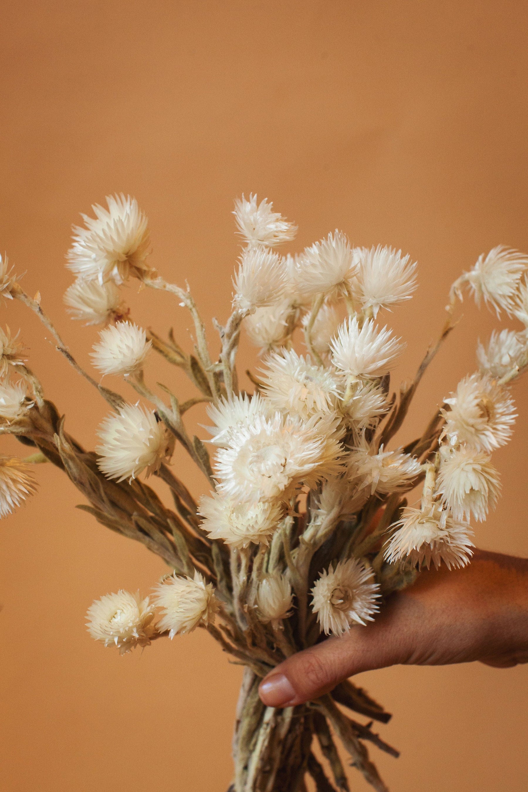 White Everlasting Flower – Idlewild Floral Co.