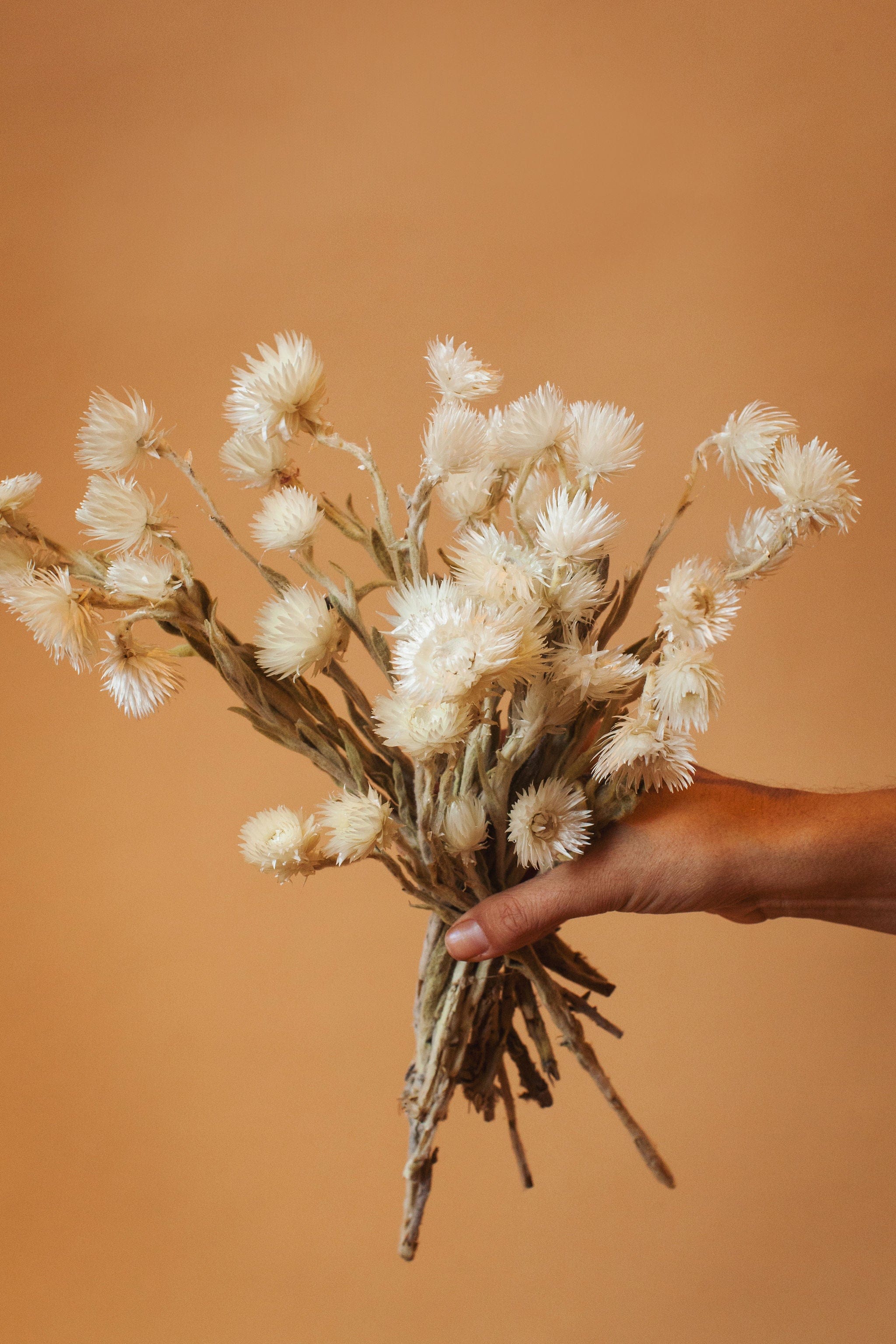 White Everlasting Flower – Idlewild Floral Co.