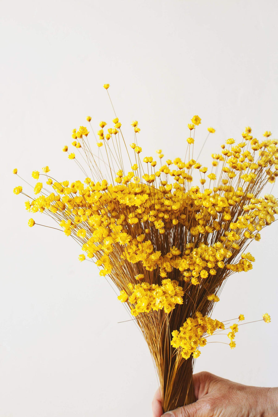 Yellow Star Flower – Idlewild Floral Co.